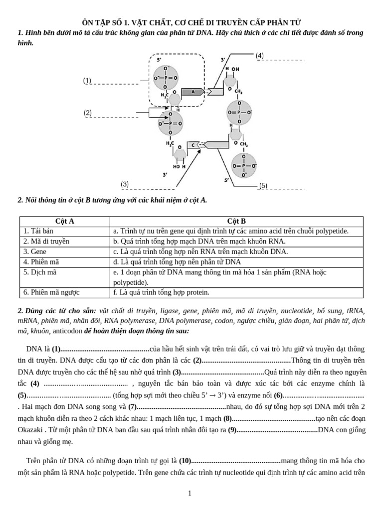 Tai Lieu On Tap Sinh Hoc 12 B1 - 5 | PDF