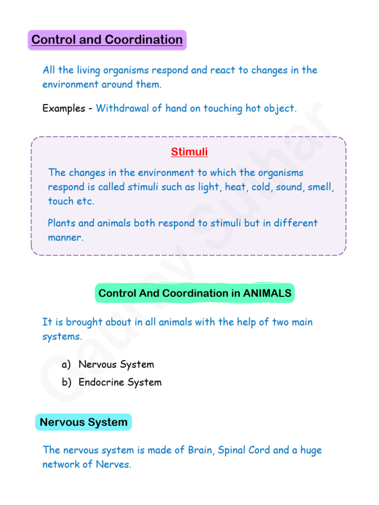 Control and Coordination Notes | PDF | Nervous System | Hormone