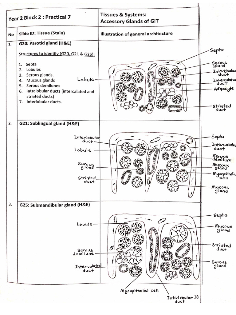 Histo Acessory Glands Y2B2 | PDF