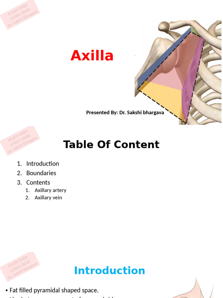 Axilla | PDF | Arm | Musculoskeletal System