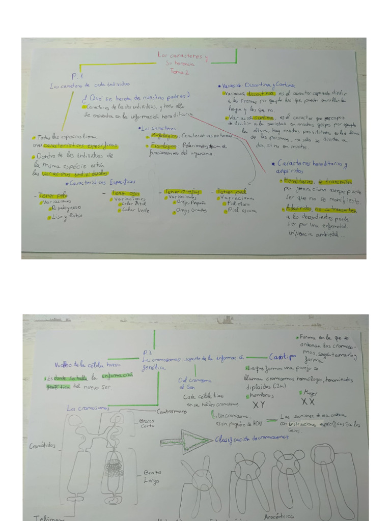 Esquema Resumen Tema 2 | PDF