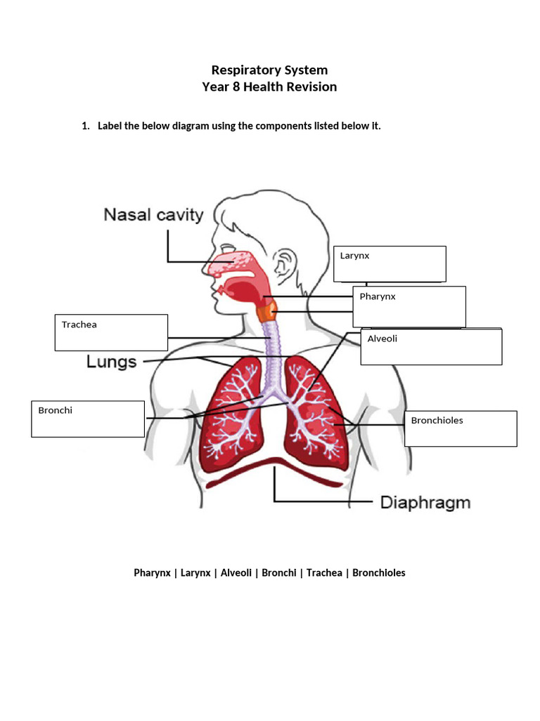 Year 8 Respiratory System Revision Guide | PDF