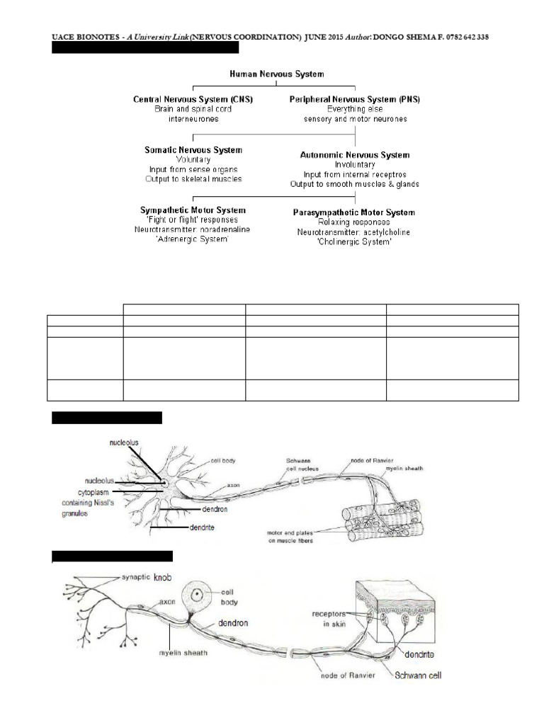 Nervous Coordination Dongo | PDF | Chemical Synapse | Action Potential