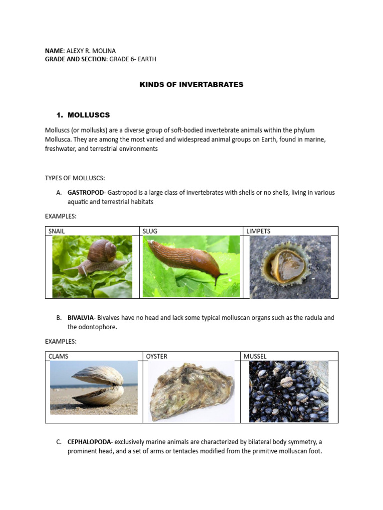 KINDS OF INVERTABRATES | PDF | Mollusca | Invertebrate