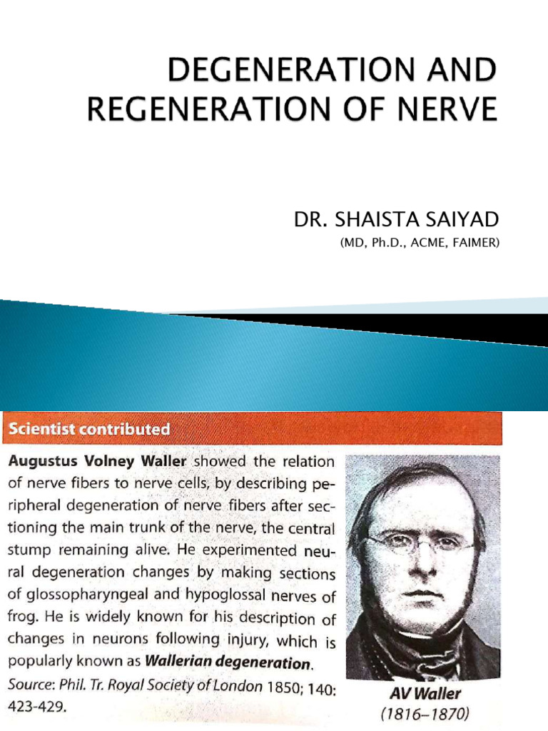 Nerve Degeneration and Regeneration Insights | PDF | Axon | Nerve