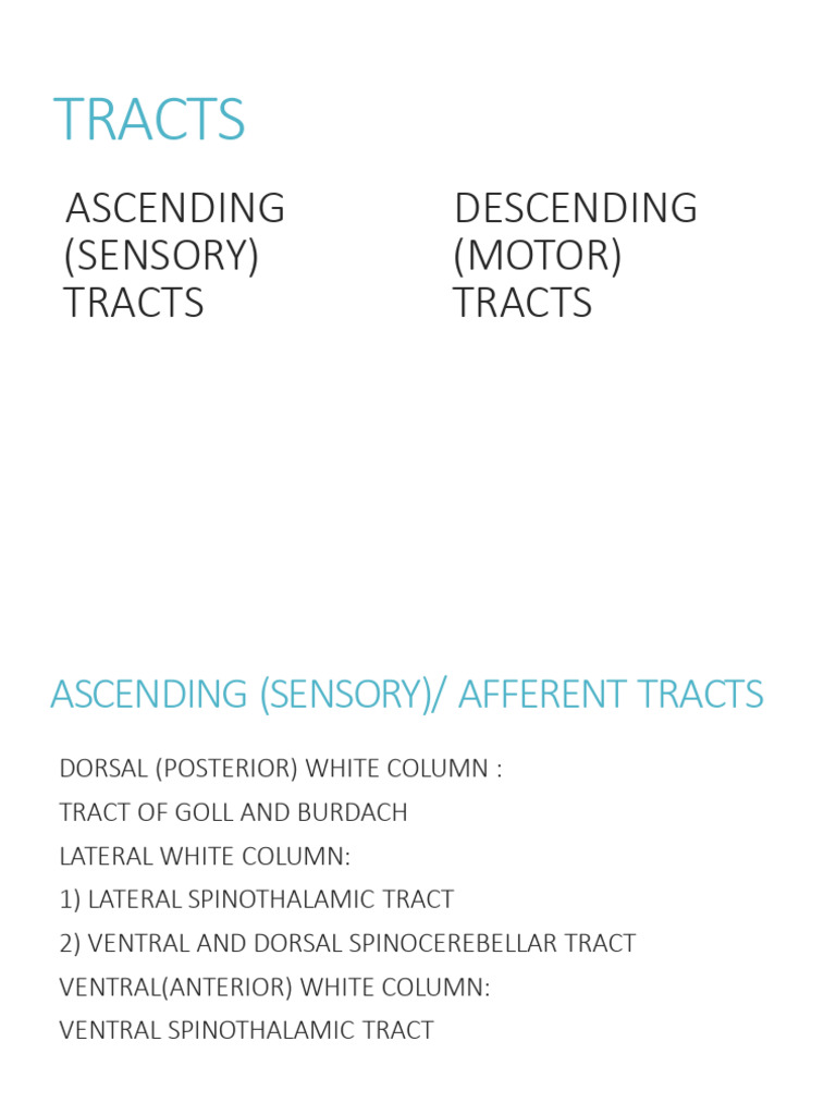 Overview of Ascending and Descending Tracts | PDF | Cerebellum | Spinal ...