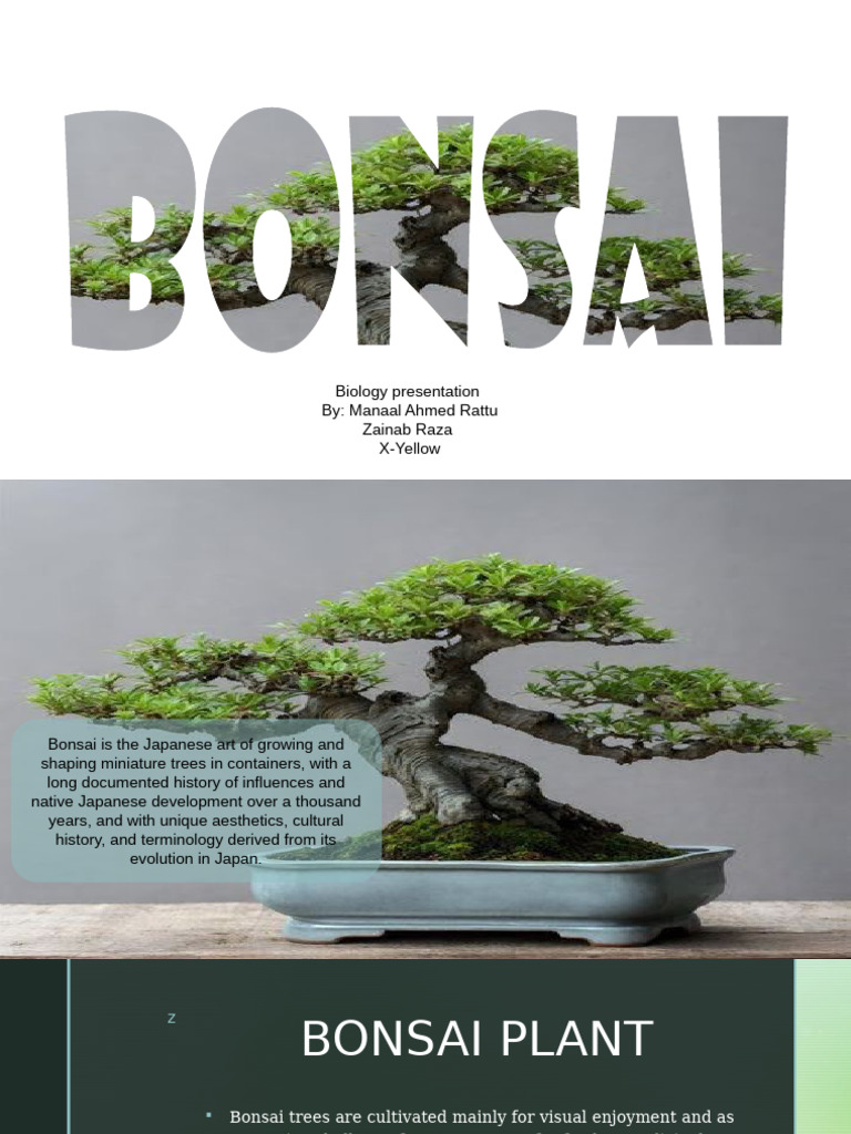Bonsai | PDF