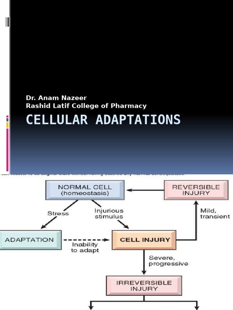 Cell Injury, Cell Death and Adaptations | PDF | Epithelium | Atrophy