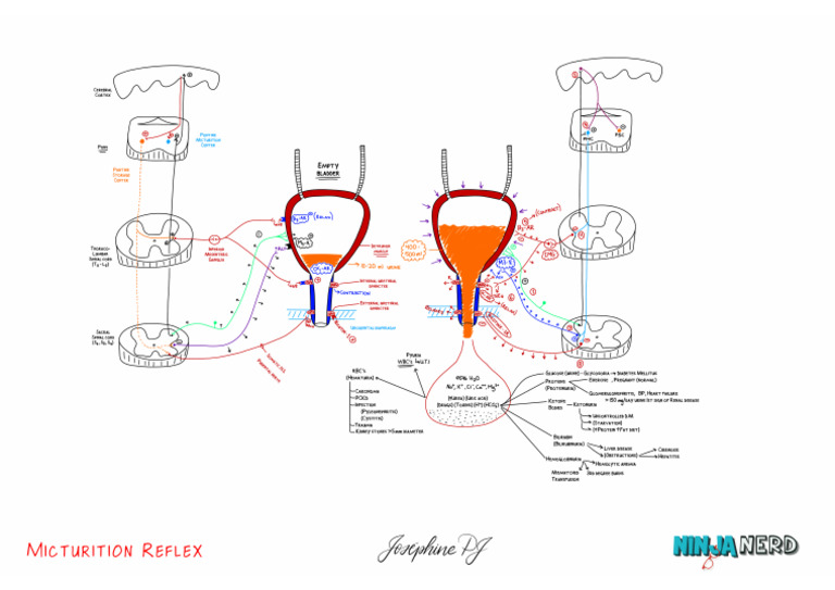 Micturition Reflex (1)8 | PDF