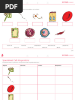 Specialised Animal Cells - Living Organisms - KS3 Biology - BBC ...