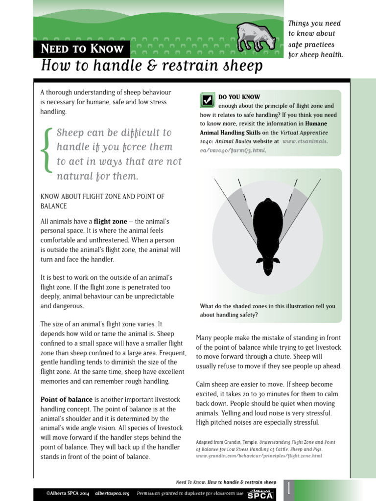 Restraining Techniques for Sheep Handling | PDF | Sheep