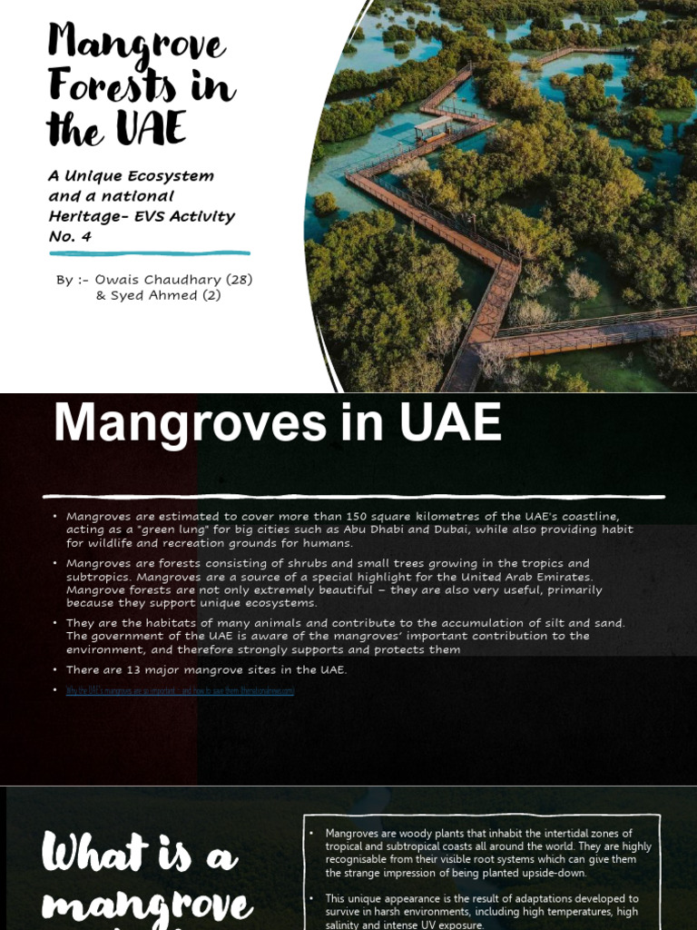 Mangrove Forests in The UAE - EVS Activity 4 | PDF | Mangrove | United ...