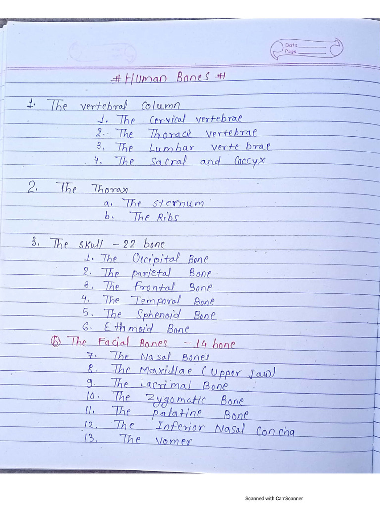 ANATOMY Handwritten Notes Full | PDF