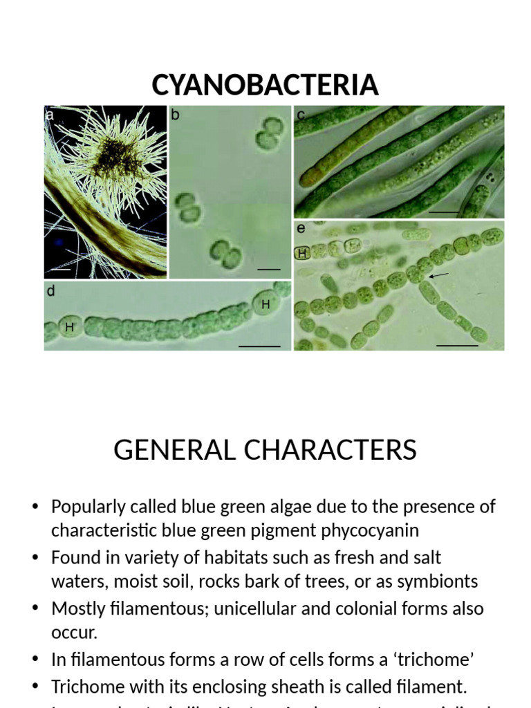 cyanobacteria | PDF | Cyanobacteria | Cell (Biology)