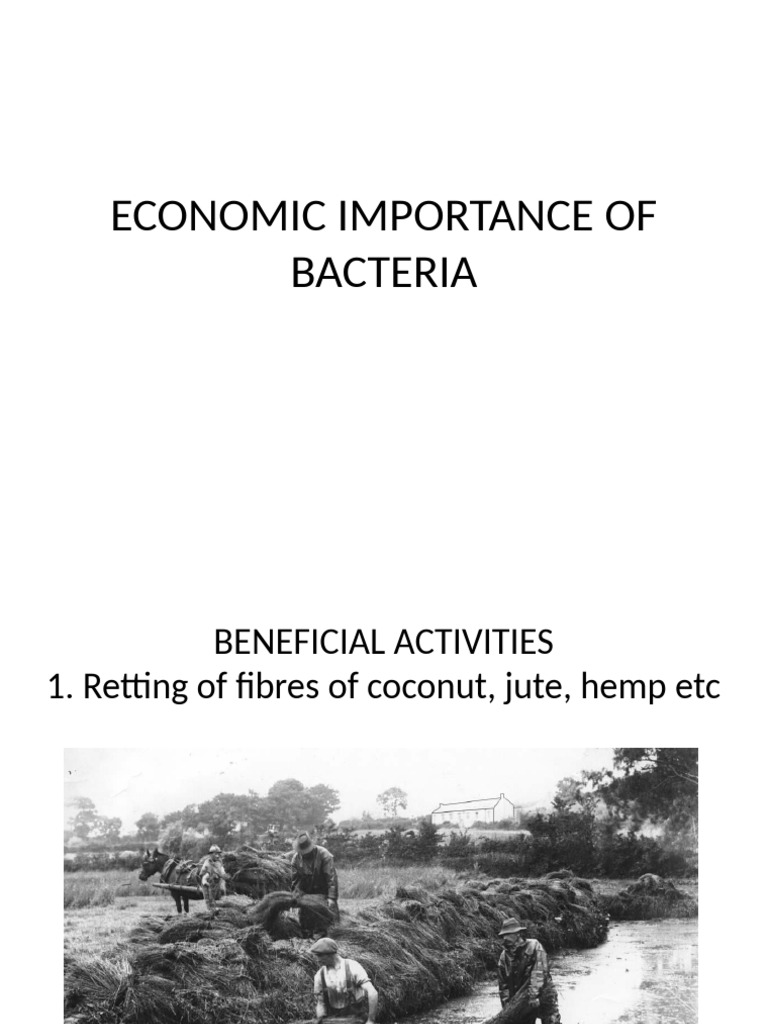 Economic Importance of Bacteria | PDF