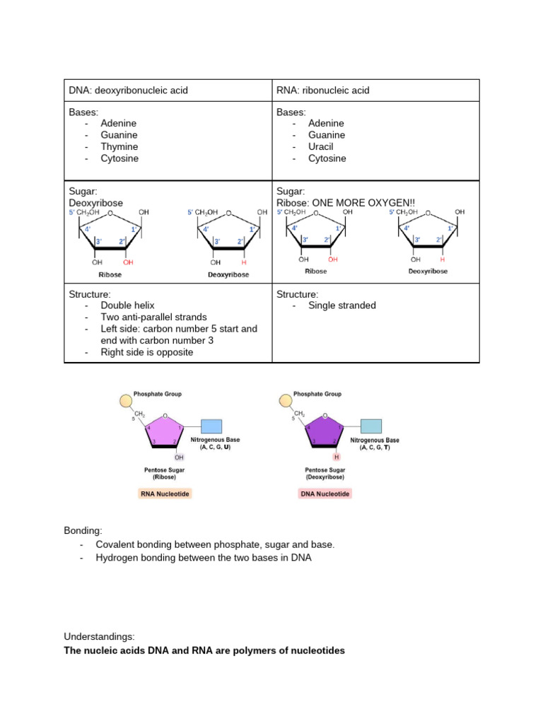 2.6-Structure of DNA | PDF | Nucleic Acids | Dna