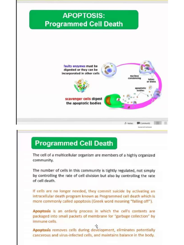 Apoptosis | PDF