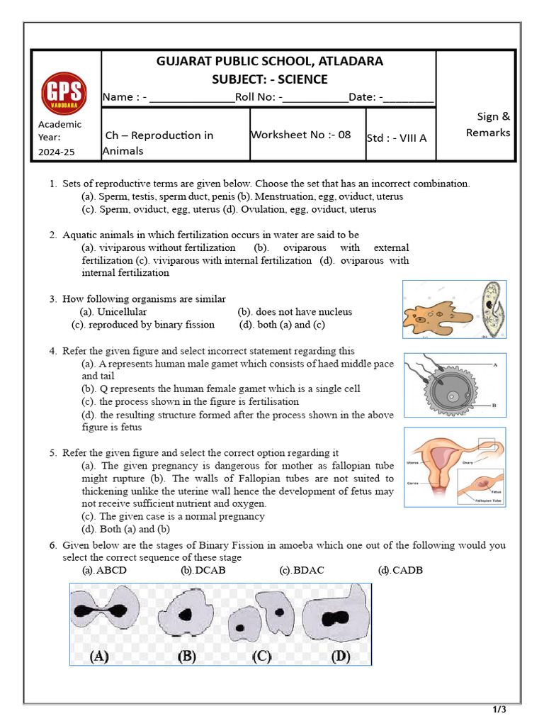 Science Reproduction WS7 | PDF | Fertilisation | Uterus