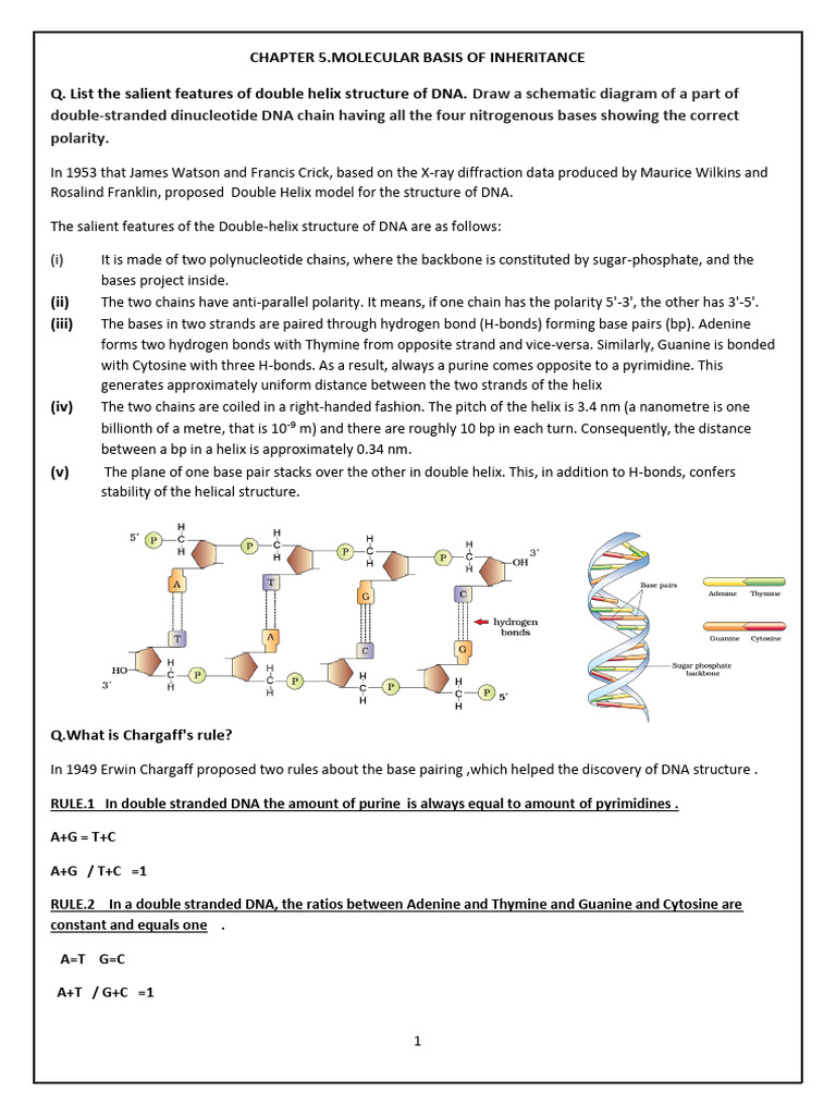Chapter 5molecular Basis of Inheritance Notes | PDF | Dna | Dna Replication
