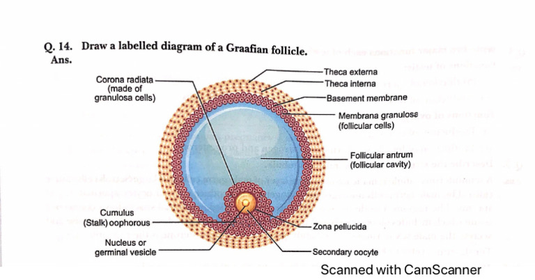 Structure of Graafian Follicle | PDF