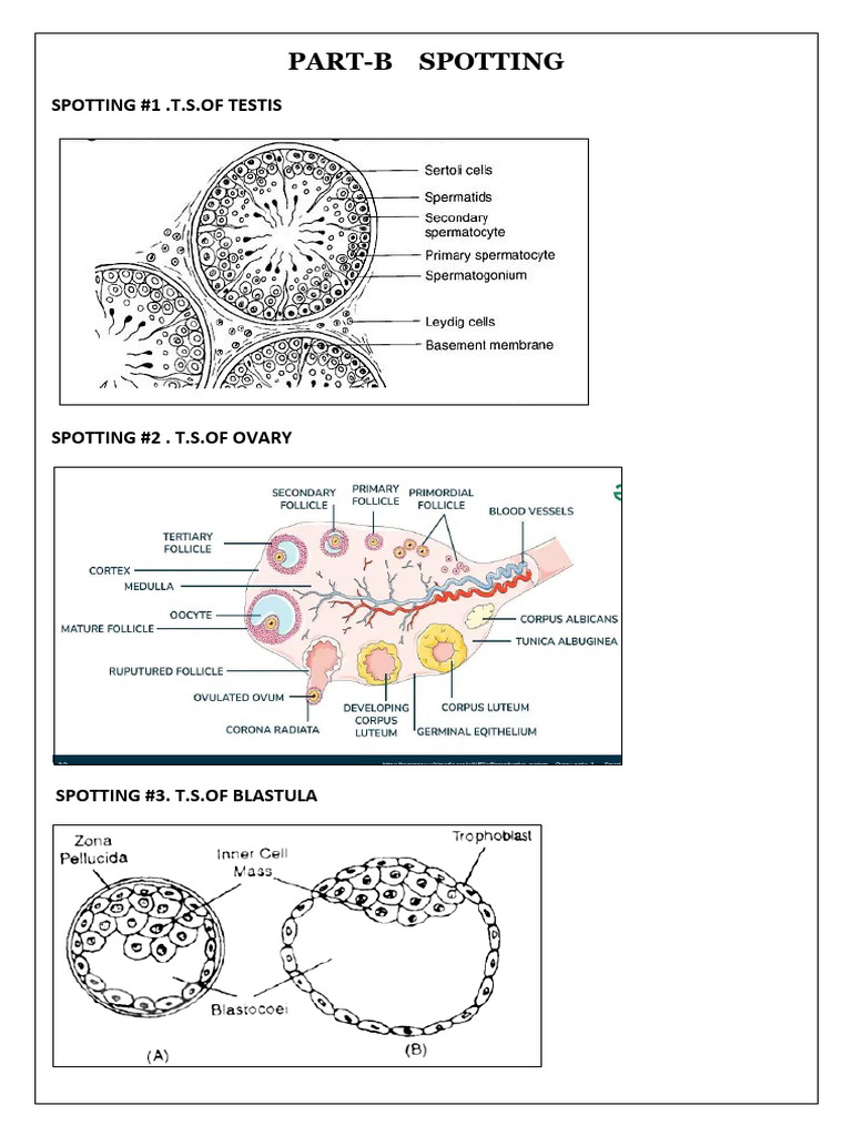 PART.B - SPOTTING (FIGURES) Bio Class 12th Bio Record | PDF