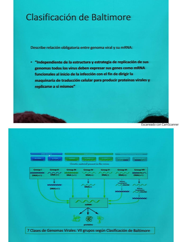 Clasificación Baltimore | PDF