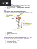 Ficha de Trabalho: Sistema Excretor | PDF
