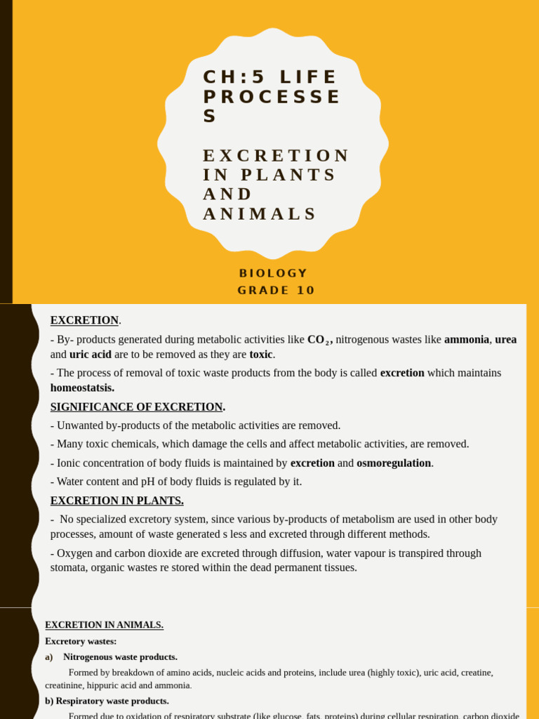 Excretion in Plants and Animals: Biology Guide | PDF | Kidney | Urinary ...