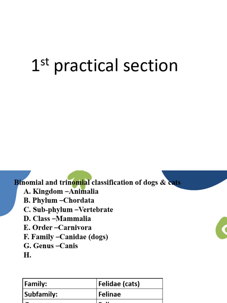 The Most Popular Dog Breeds | PDF | King Charles Spaniel | Dogs