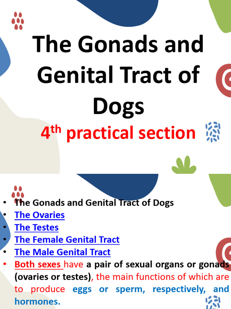 Dog Reproductive Anatomy and Management | PDF | Reproductive System | Ovary