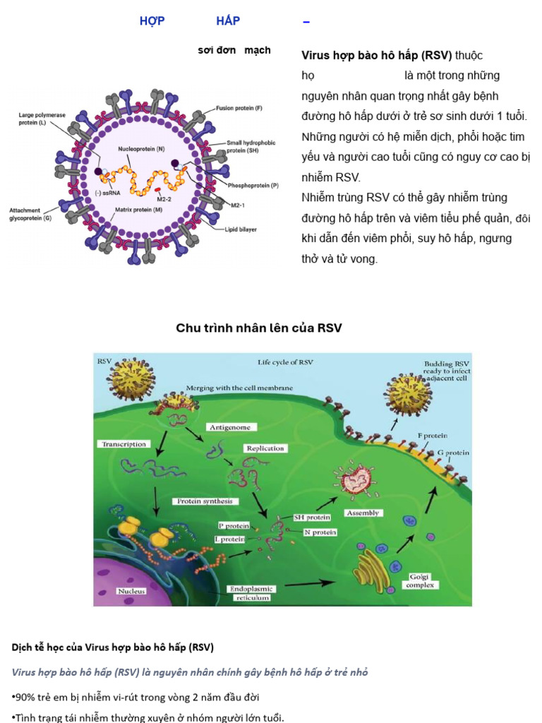 Virus Hợp Bào Hô Hấp (: virus RSV - Respiratory Syncytial Virus) | PDF