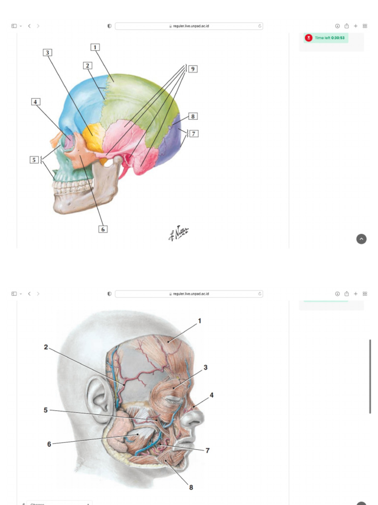 UTS ANAT_edited | PDF