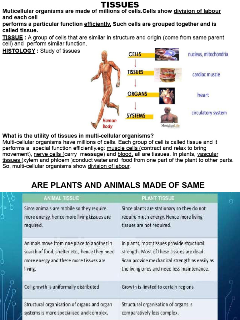 Tissues | PDF | Epithelium | Tissue (Biology)