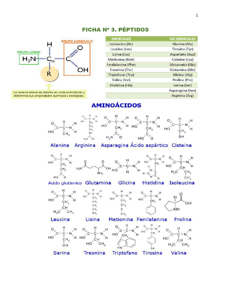 Ficha Exercicios #4 | PDF
