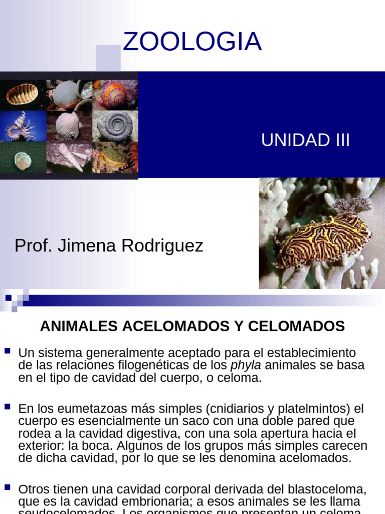 Zoologia Unid III Celomados y Acelomados | PDF | Anatomía | Biología