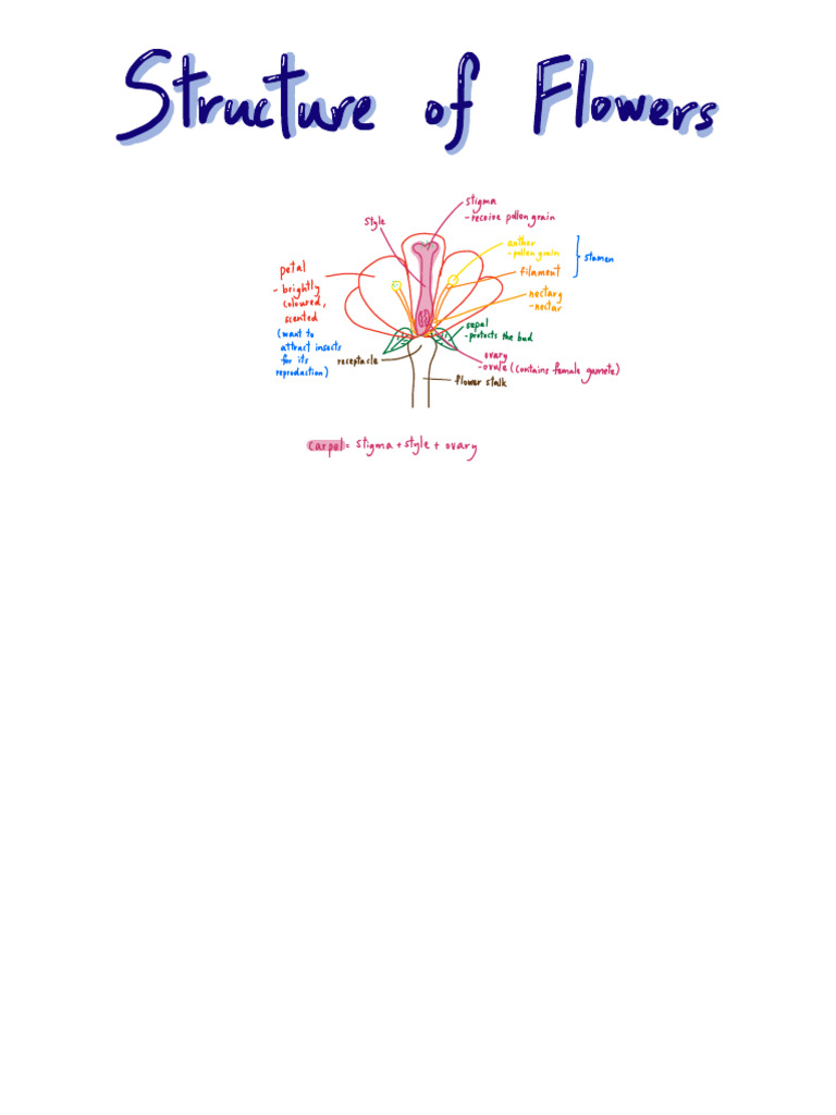 Biology Structure of Flowers | PDF