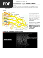 El Colículo Superior | PDF | Anatomía humana | Neurociencia