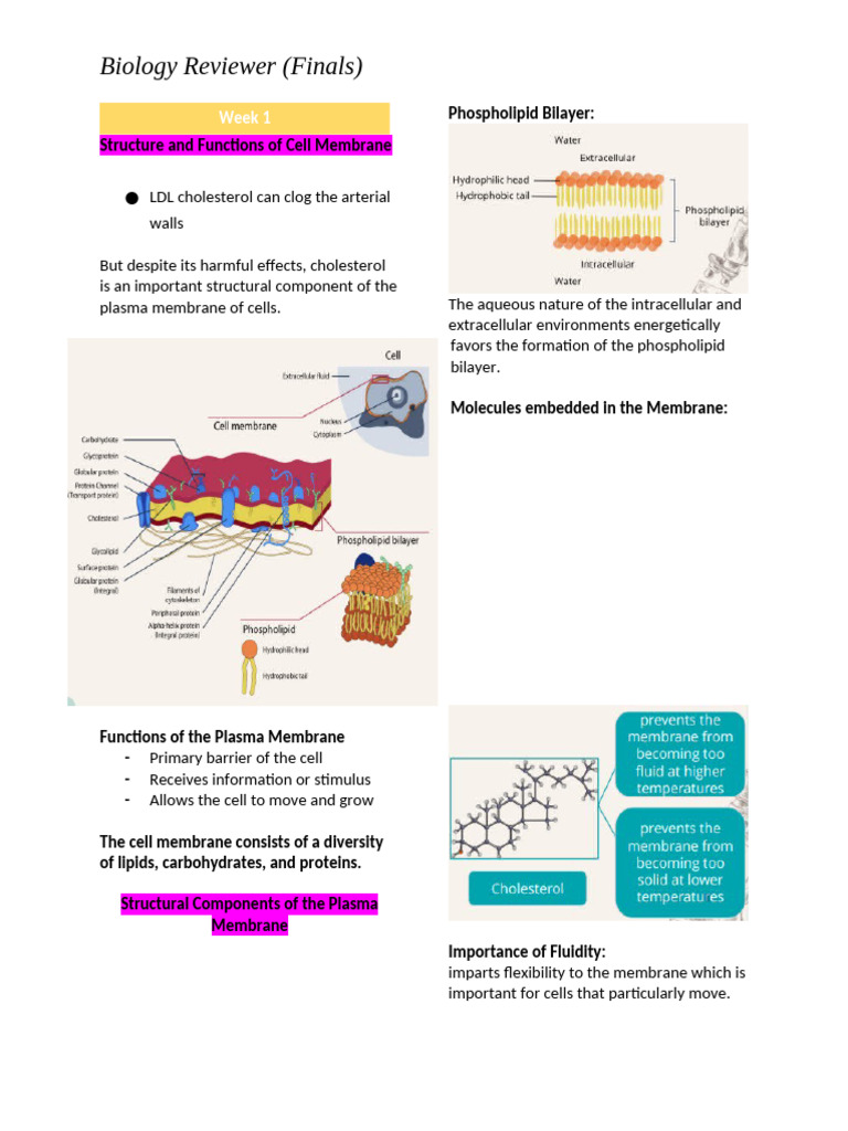 GENBIO-REVIEWER(FINALS) | PDF | Cell Membrane | Enzyme
