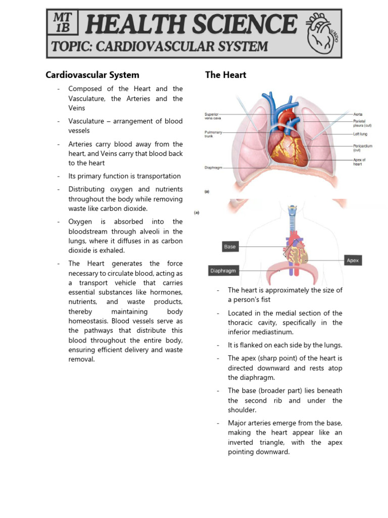 Cardiovascular System Complete | PDF | Heart Valve | Diastole