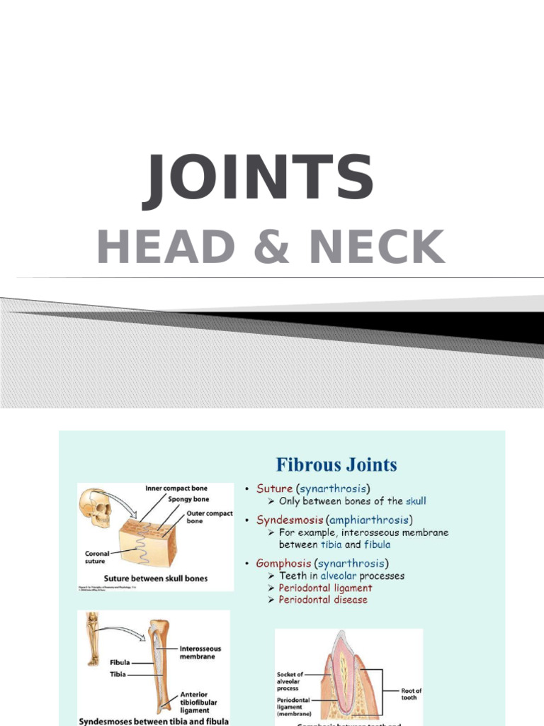 Joints of the Head and Neck Explained | PDF