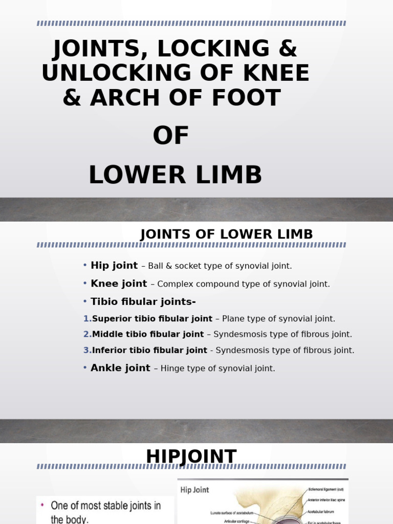 JOINTS & Locking & Unlocking of Knee & Arch of Foot | PDF | Knee | Hip