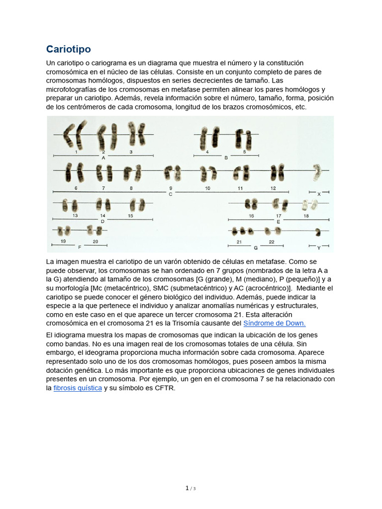Cariotipo | PDF | Cromosoma | Cariotipo