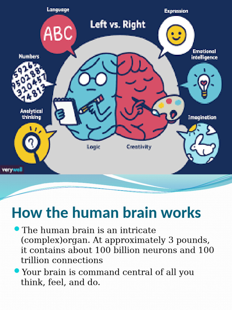 Left & Right Brain Thinking (Slides) (1) | PDF | Lateralization Of Brain Function | Cerebral ...