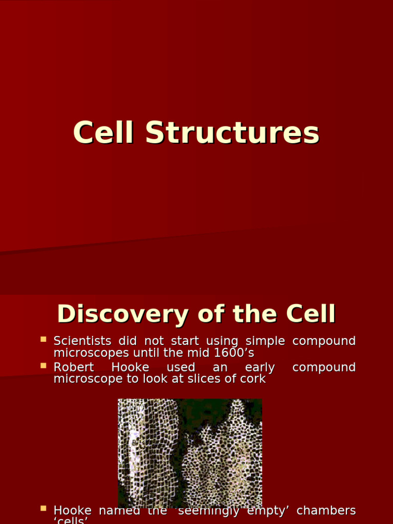 Cell Structures Pdf Cell Biology Ribosome 9130
