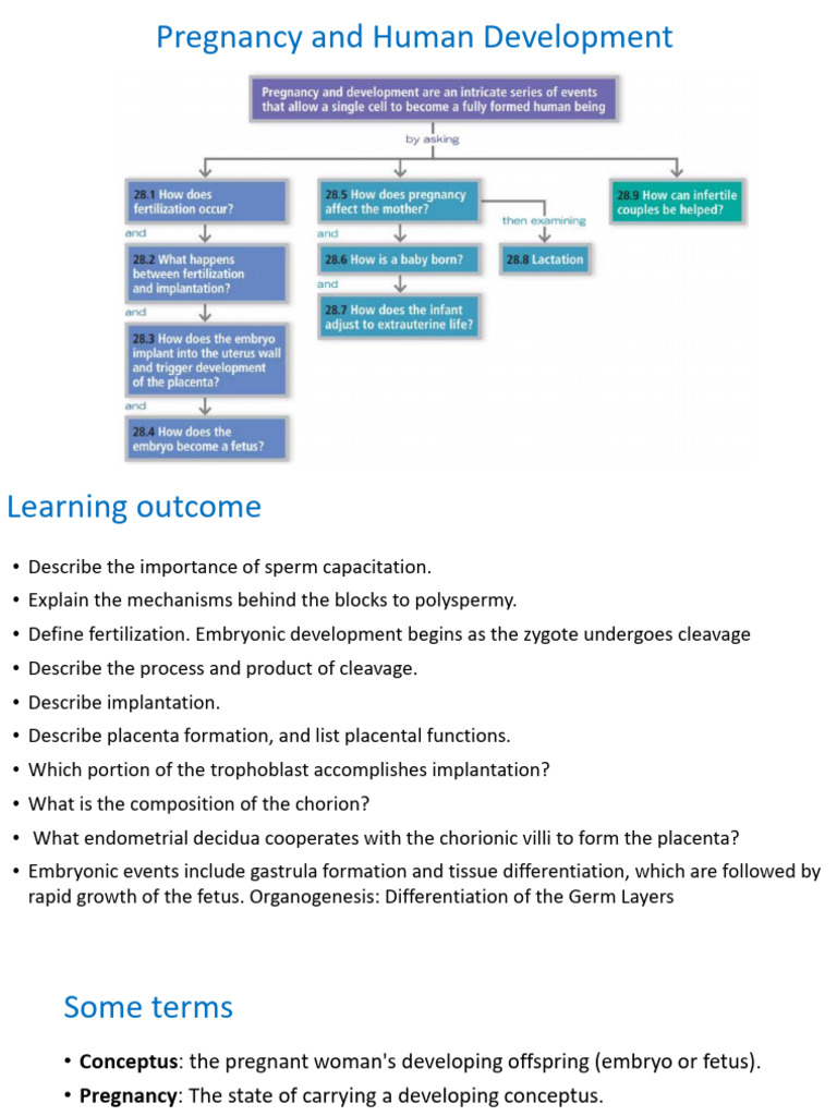 Week 4 - Pregnancy and Human | PDF | Placenta | Human Chorionic ...