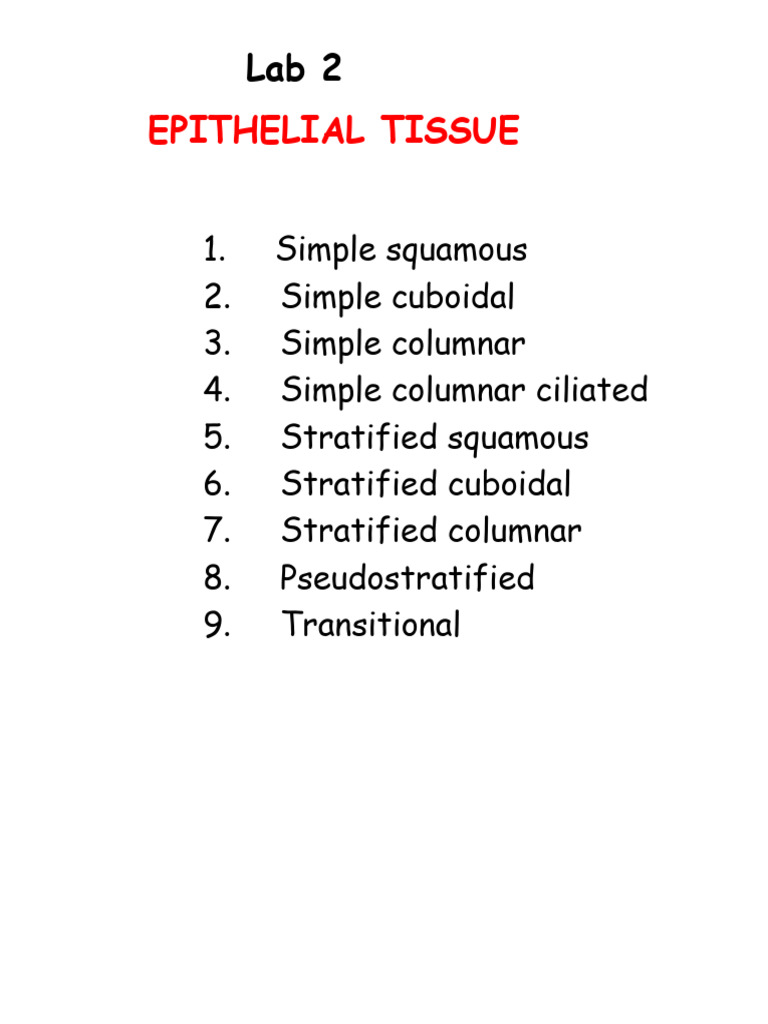 Epithelial Tissue 2024-2025 | PDF | Epithelium | Anatomy
