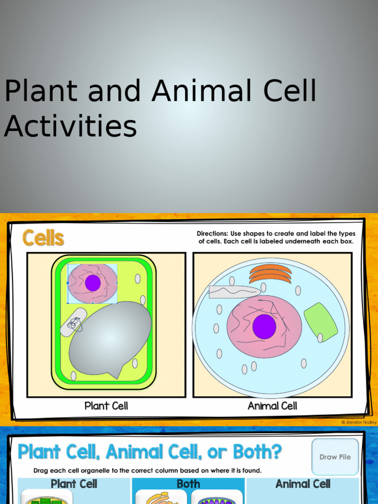 Plant and Animal Cell Activites | PDF