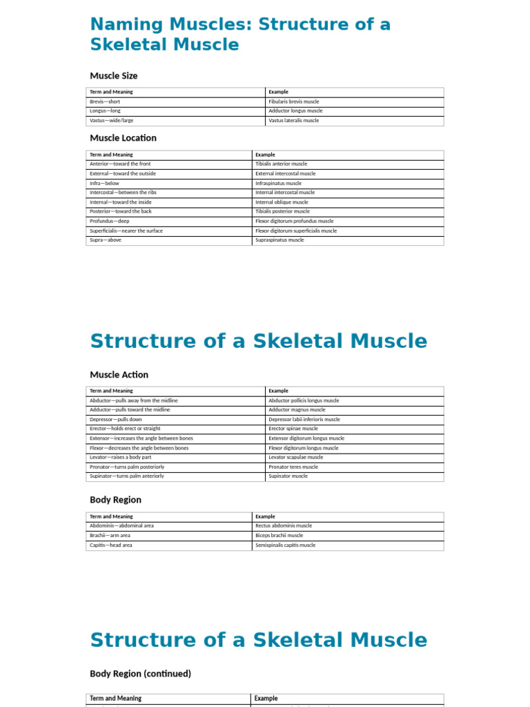 Naming Muscles | PDF | Anatomical Terms Of Motion | Musculoskeletal System