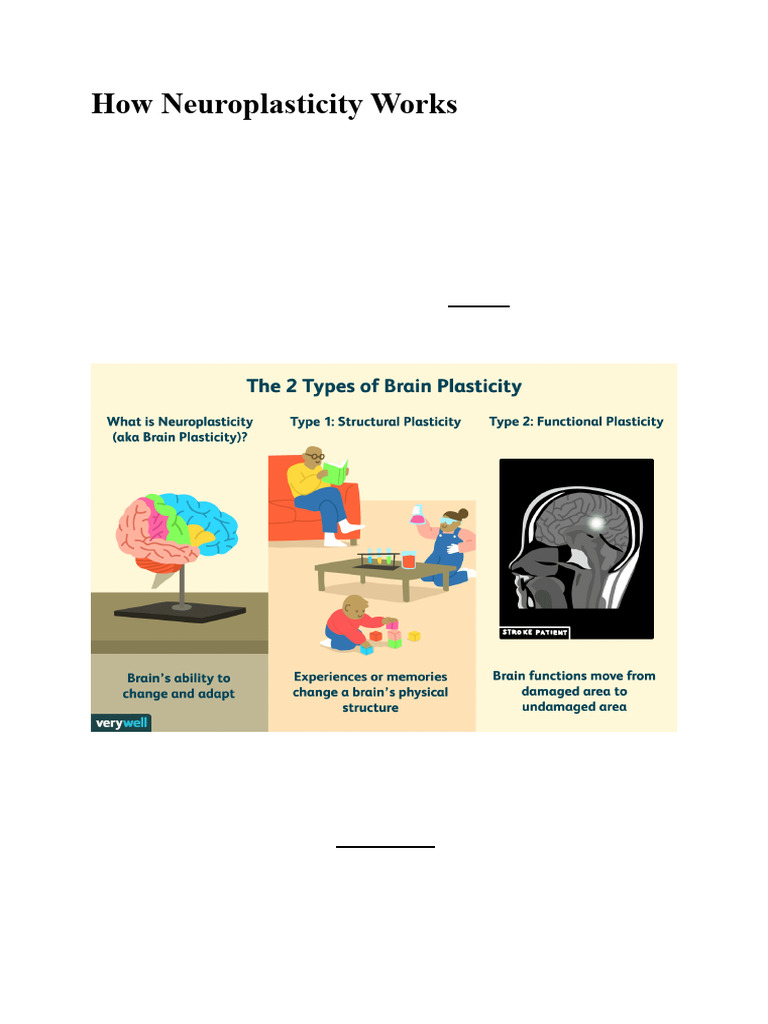 How Neuroplasticity Works | PDF | Neuroplasticity | Brain