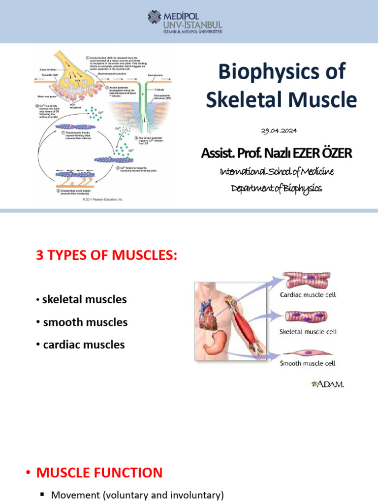 1 Biophysics of Skeletal Muscle DENT1(B) 29.04.2024 | PDF | Muscle ...